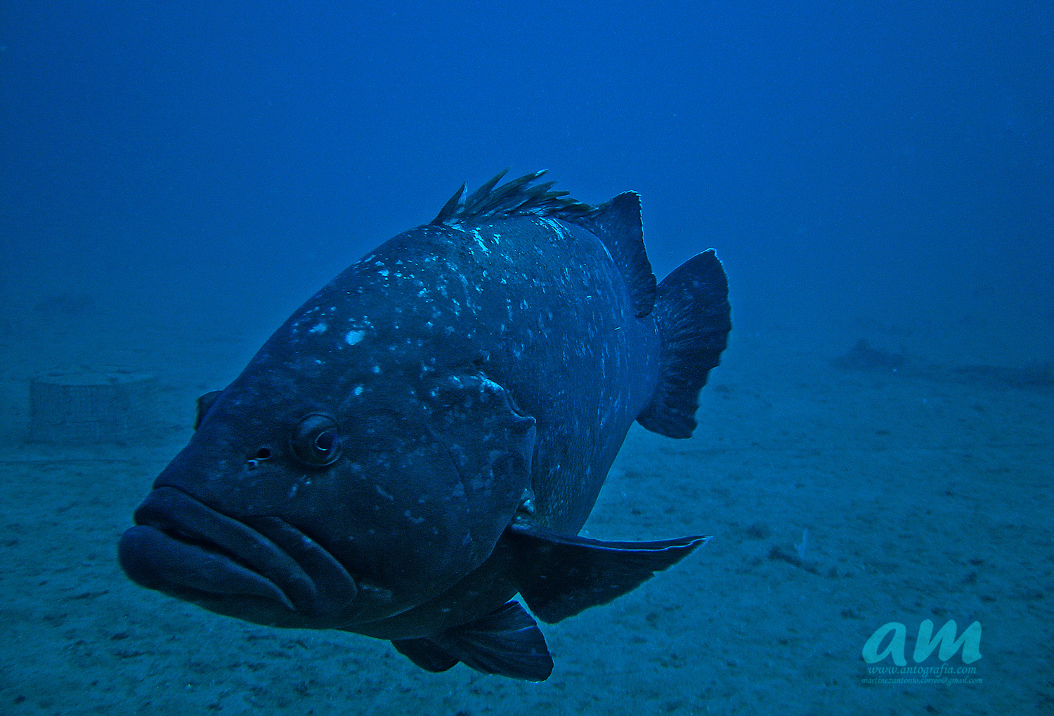 Inmersión a «Los Meros» – Antonio Martínez